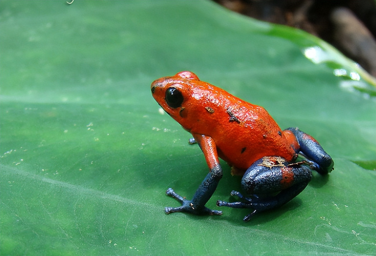 10 Rare Red Animals whose Vibrant Colors Are Unforgettable - iNEWS