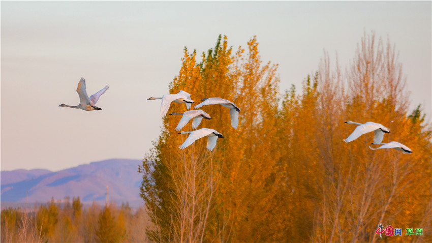 When the migratory birds head south again, the swans flit across the ...