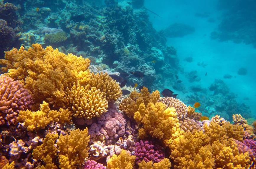 Protecting Coral Reefs, Protecting Ourselves: What You Don't Know About Coral Reef Values and ...