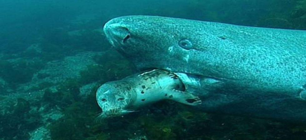 Greenland sleeper shark reveals shocking reproductive behavior, only ...