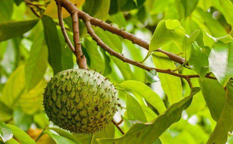 The taste is slightly bitter - ox heart fruit - iNEWS