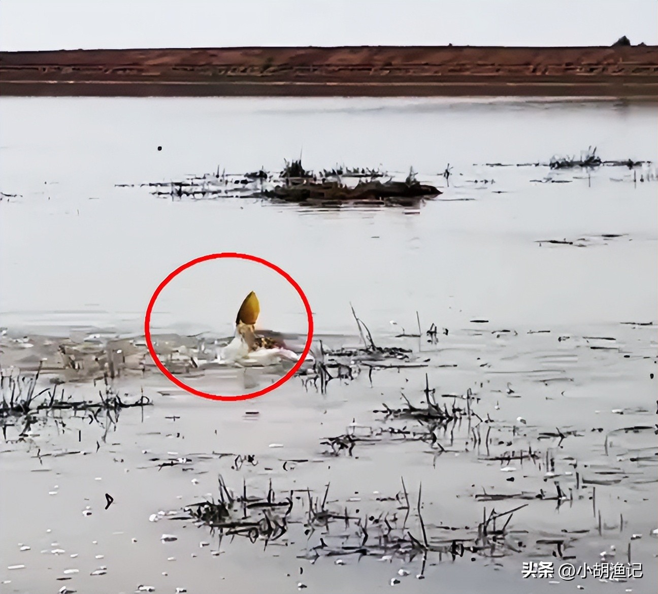 rare! "Carp fighting" in the Yellow River shoal? Netizens: The ecology ...