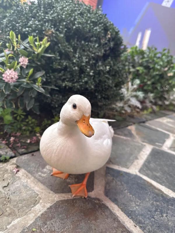 The pet duck took a walk in his own garden, and almost "duck's life ...