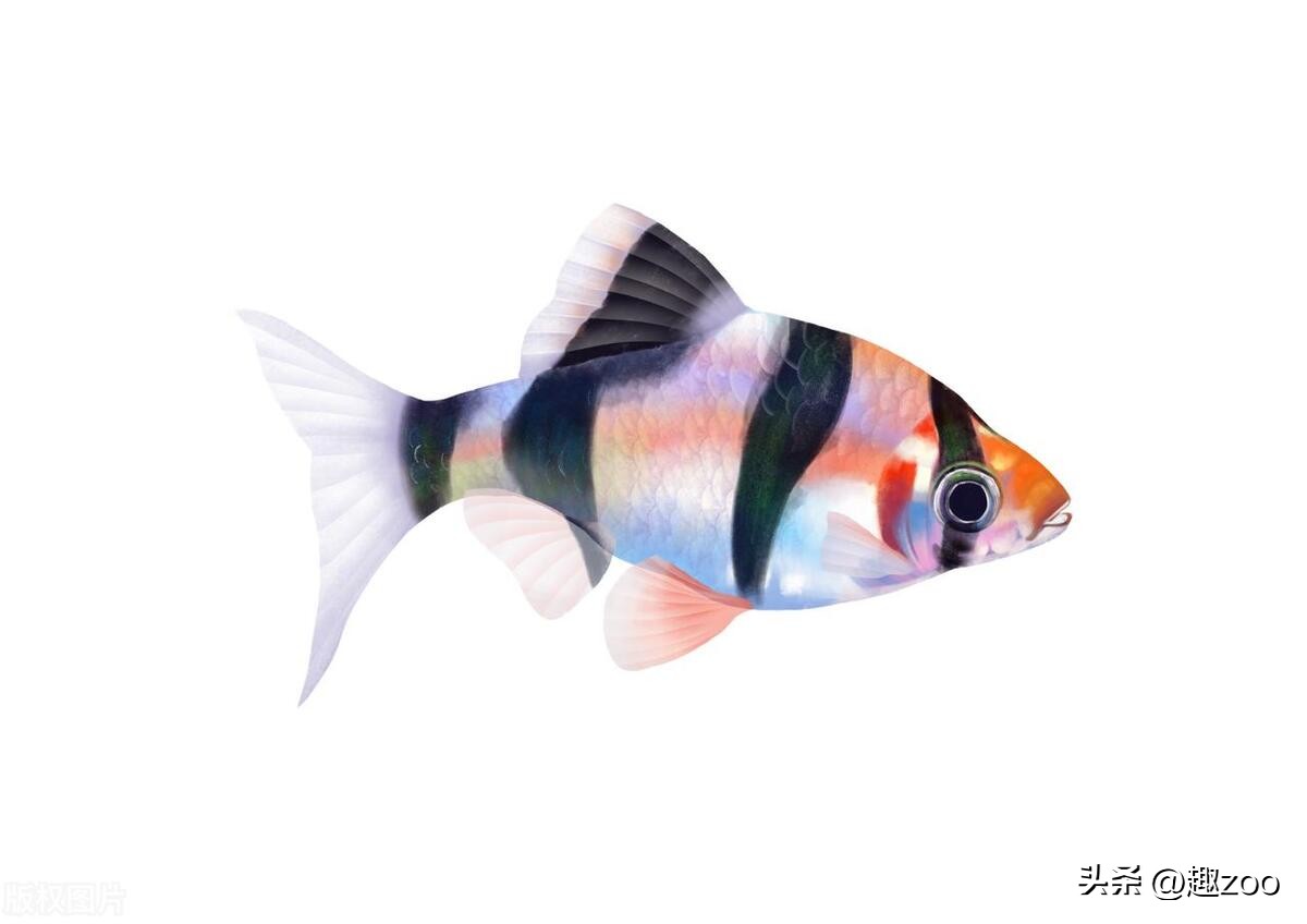 Ten Small Aquarium Fish That Are Easy To Keep - iNEWS