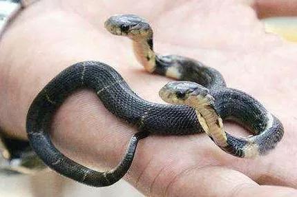 Have you ever seen a double-headed snake - iNEWS