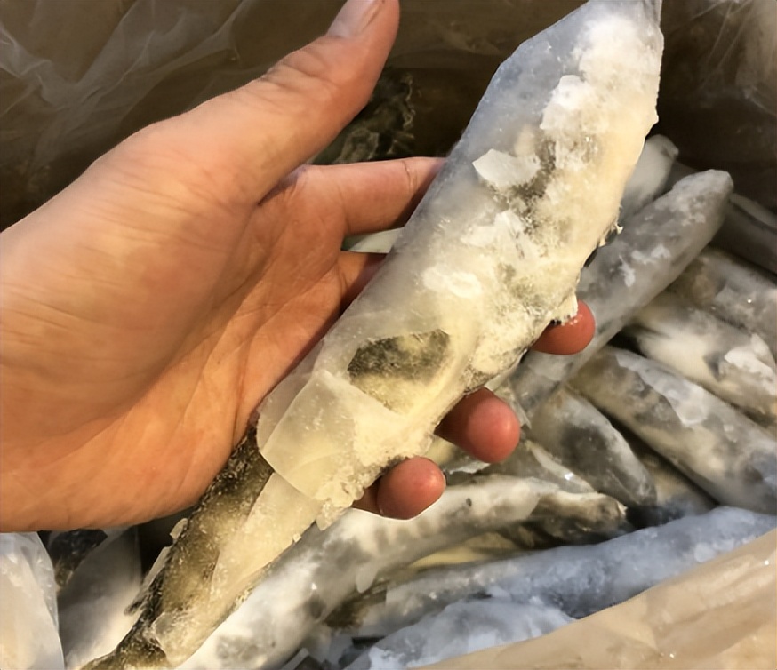 Kings of Ice: Adaptation and Survival of Antarctic Icefish - iMedia