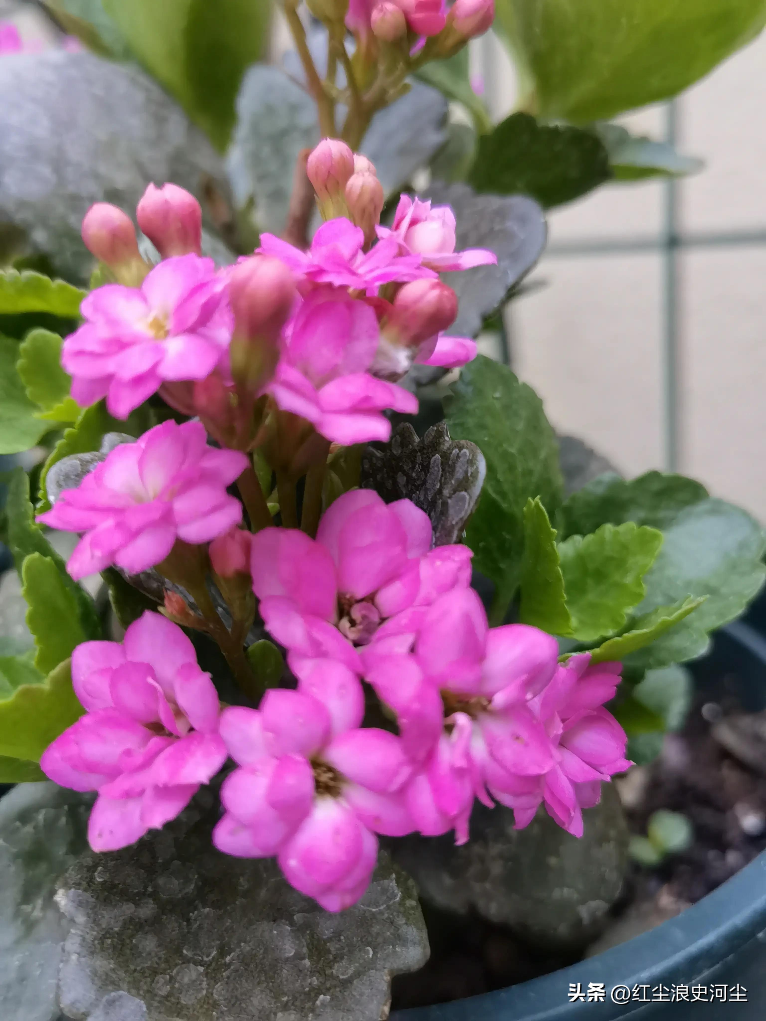 My Nian Xiaohua Zeta Longevity Flower - iNEWS