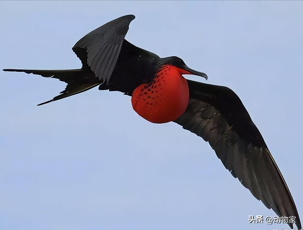 Do you know what kind of birds that bring their own balloons and blow ...