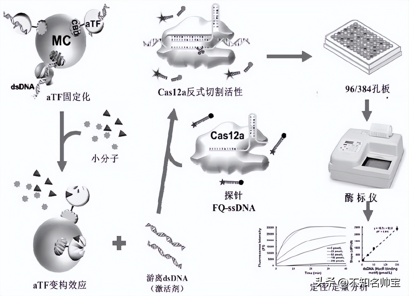 Cas12a2 triggers abortive infection through RNA-triggered dsDNA ...