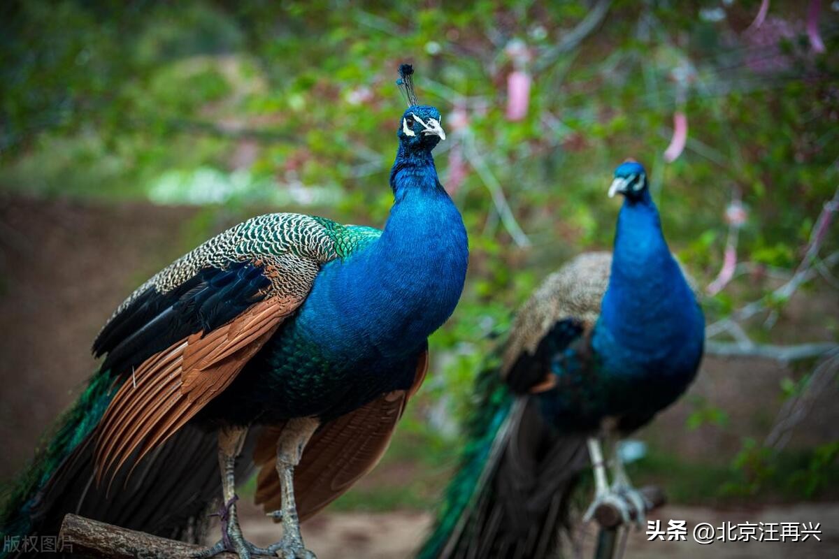 Peacock flying southeast, why is it the peak work in the development ...