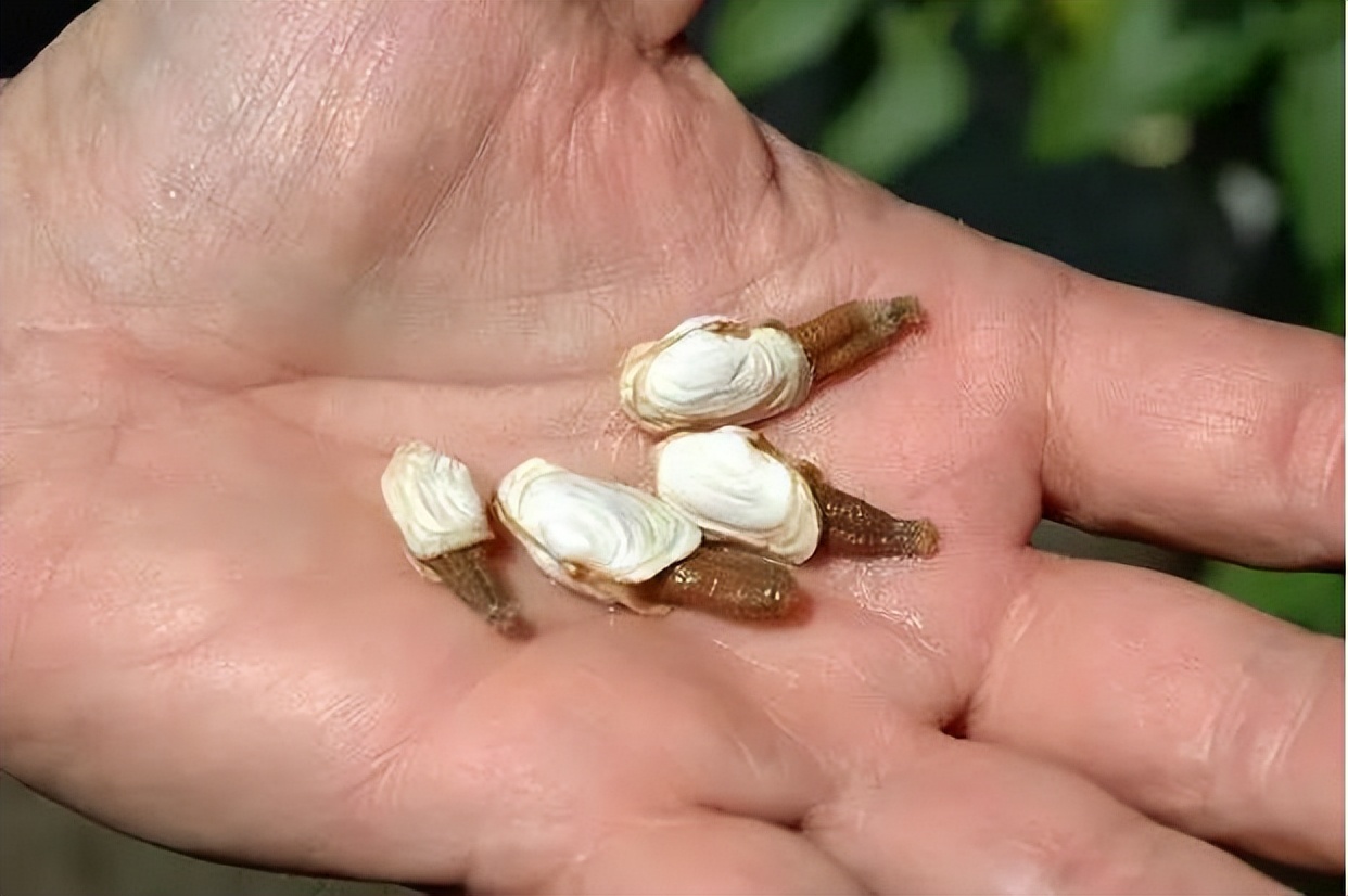 Issue 6 Best in Canada - iNEWS