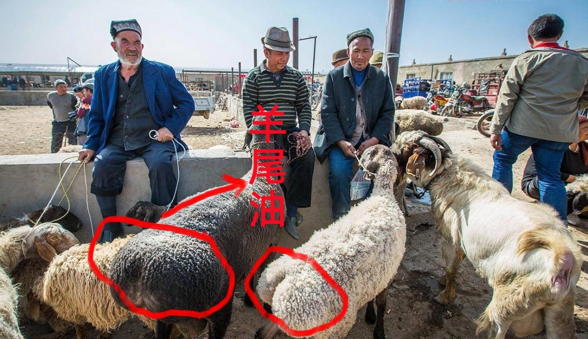 What is Sheep Tail Oil?Is it delicious?Insider: If it's delicious, can ...