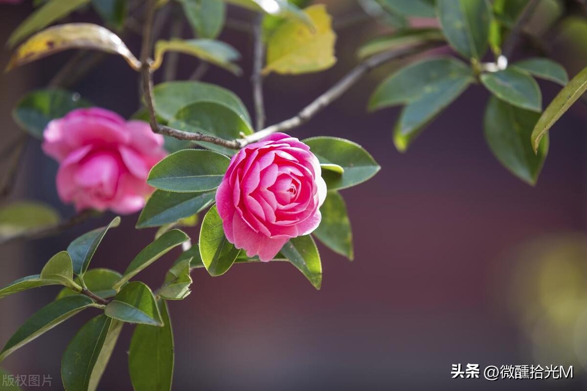 The 5 kinds of rich and noble flowers that are born with "long life ...