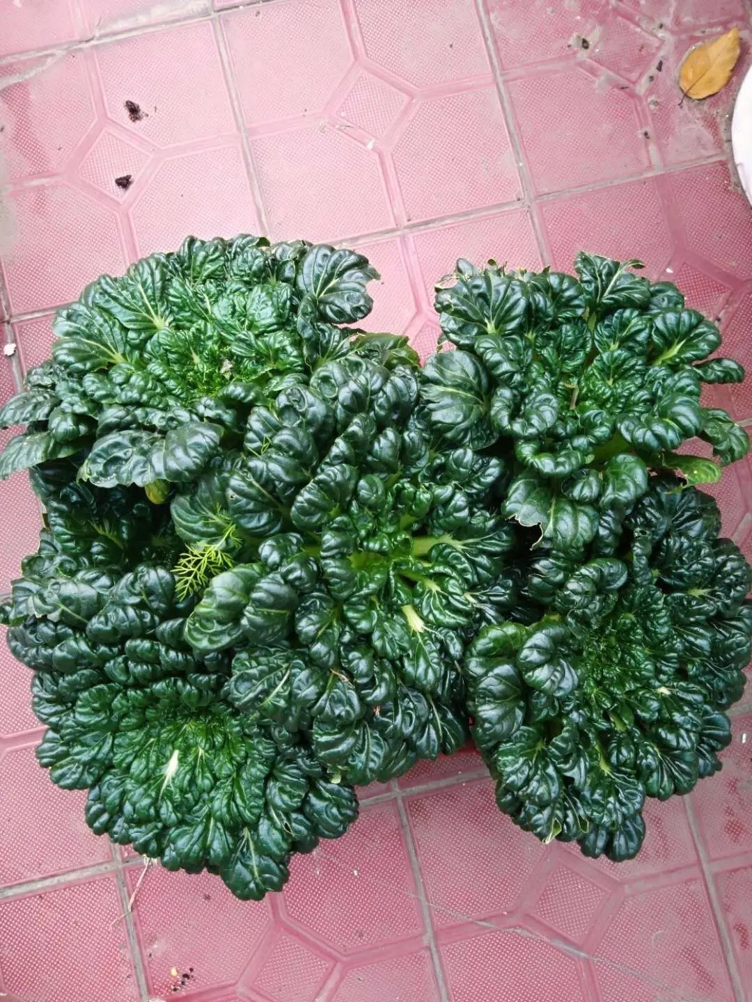 Three kinds of "green leafy vegetables" are grown on the balcony, which ...