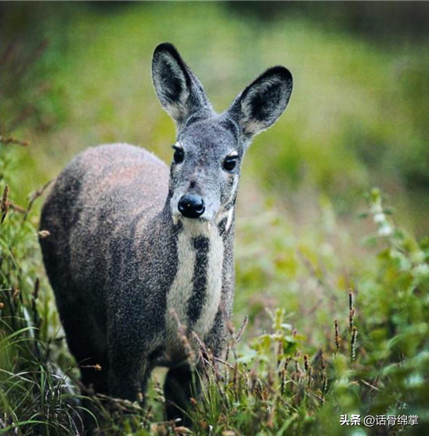 If you haven't heard of musk musk deer, you must know musk deer! Wild ...