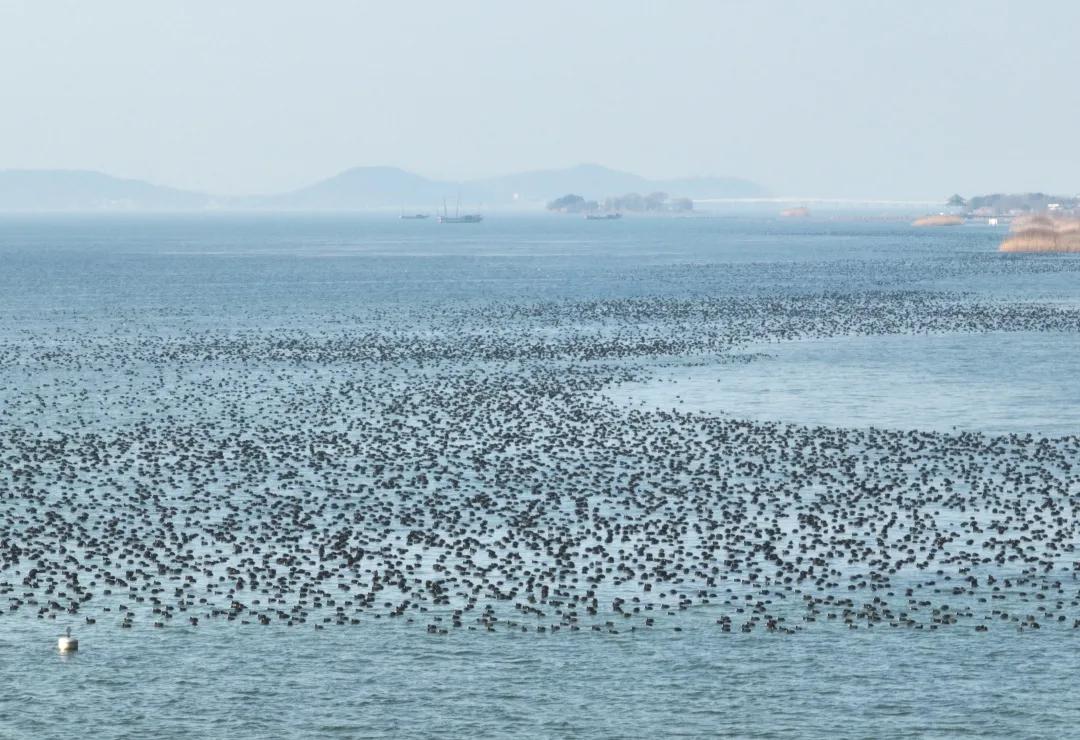 Swipe again!A bird's-eye view of Taihu Lake - iNEWS