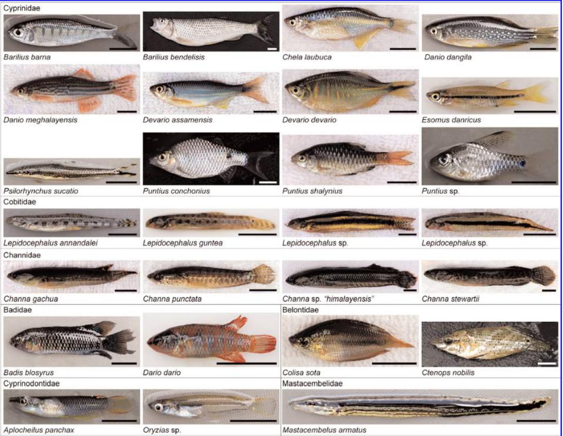Zebrafish - iNEWS