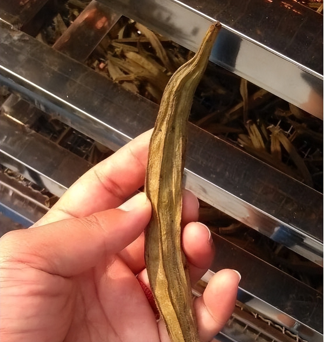 Detailed explanation of okra drying process - iNEWS