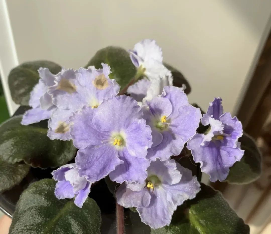 5 kinds of "diligent flowers", the nickname blooms every day, 365 days ...