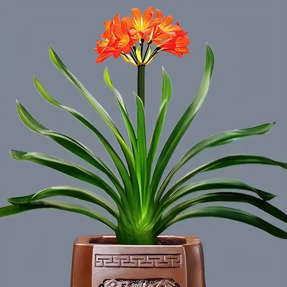 [Flower Knowledge Camp] 5 kinds of flowers that are the most difficult ...