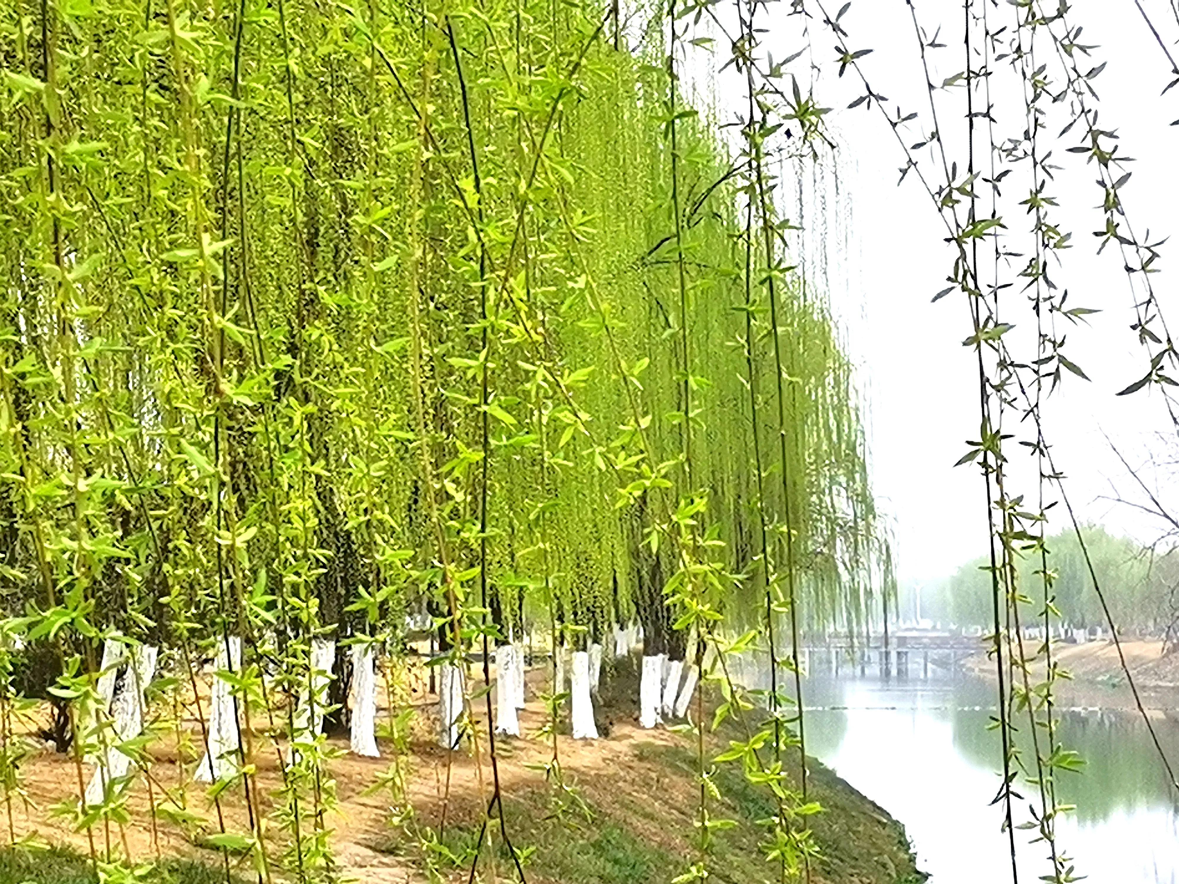 Romantic Spring Breeze in Ancient Poems - iNEWS