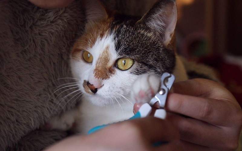 There are several meanings of cat grinding claws, and many parents do ...