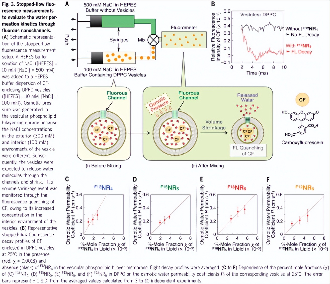 Ultrafast permeation of water through nanochannels with dense fluoride ...