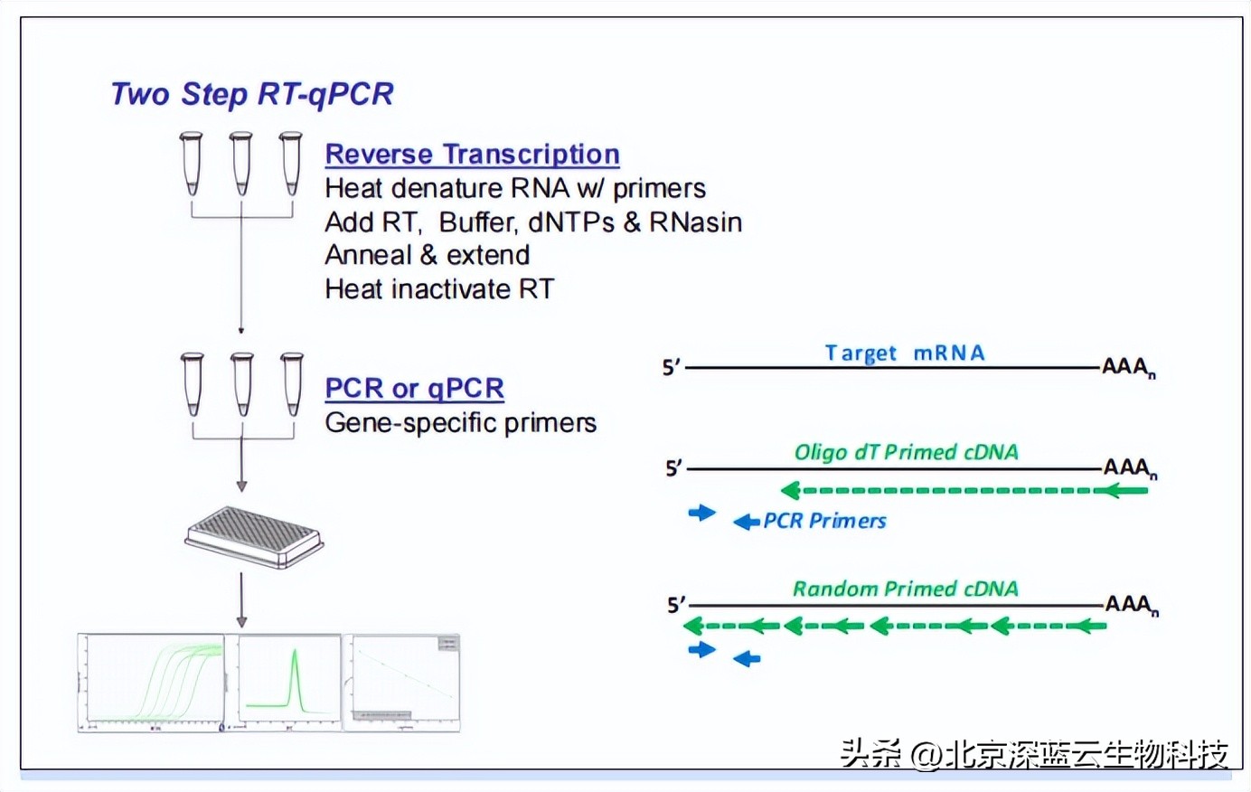 MIQE Guide - Reverse Transcription in RT-qPCR - iNEWS