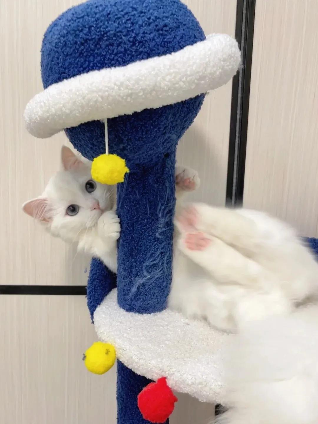 Healing cute cat head wallpaper (2) - iNEWS