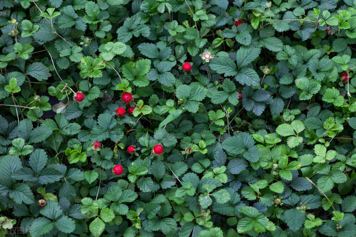 Is snakeberry the fruit eaten by snakes? Is it poisonous or not, can it ...