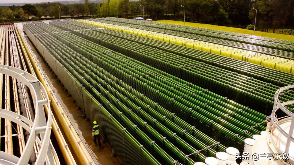 Can new algae panels really replace solar panels? - iNEWS