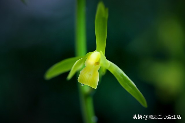 Growth Habits and Cultivation of Various Orchids (Molan Chapter) - iNEWS