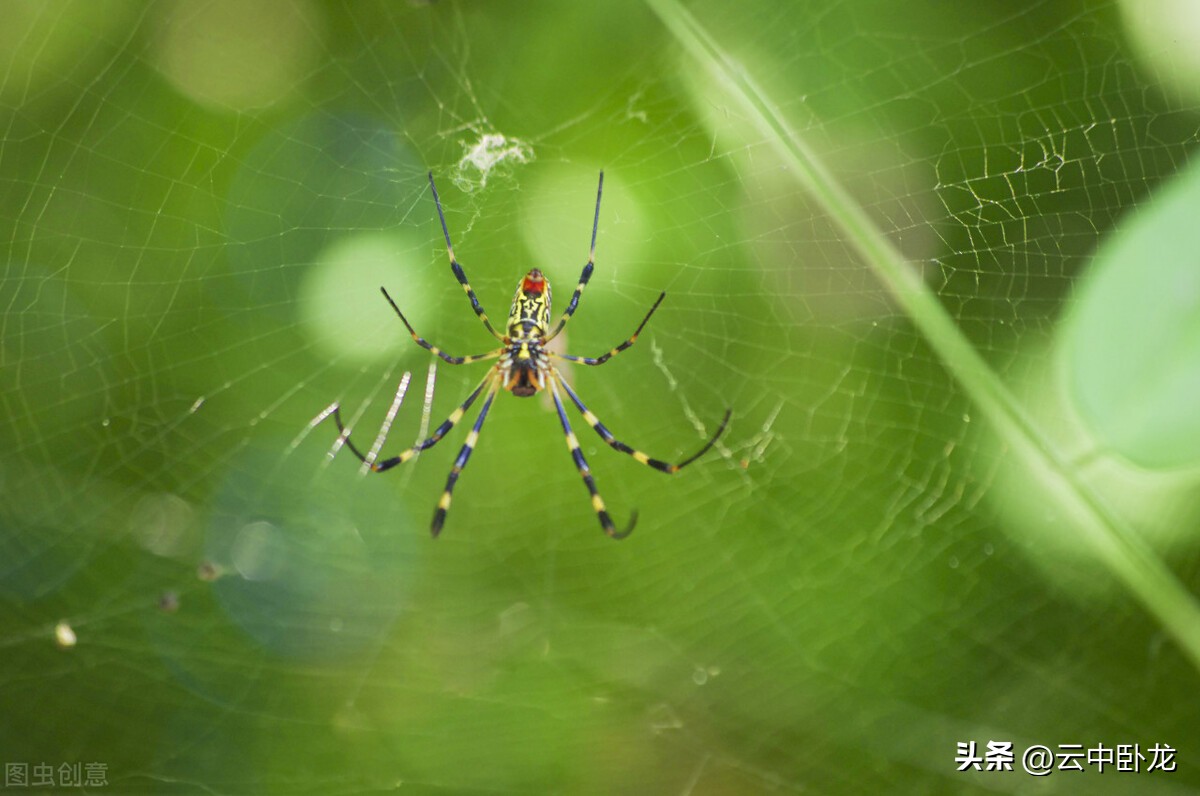 Lao Han told a story: Flower Order - iNEWS