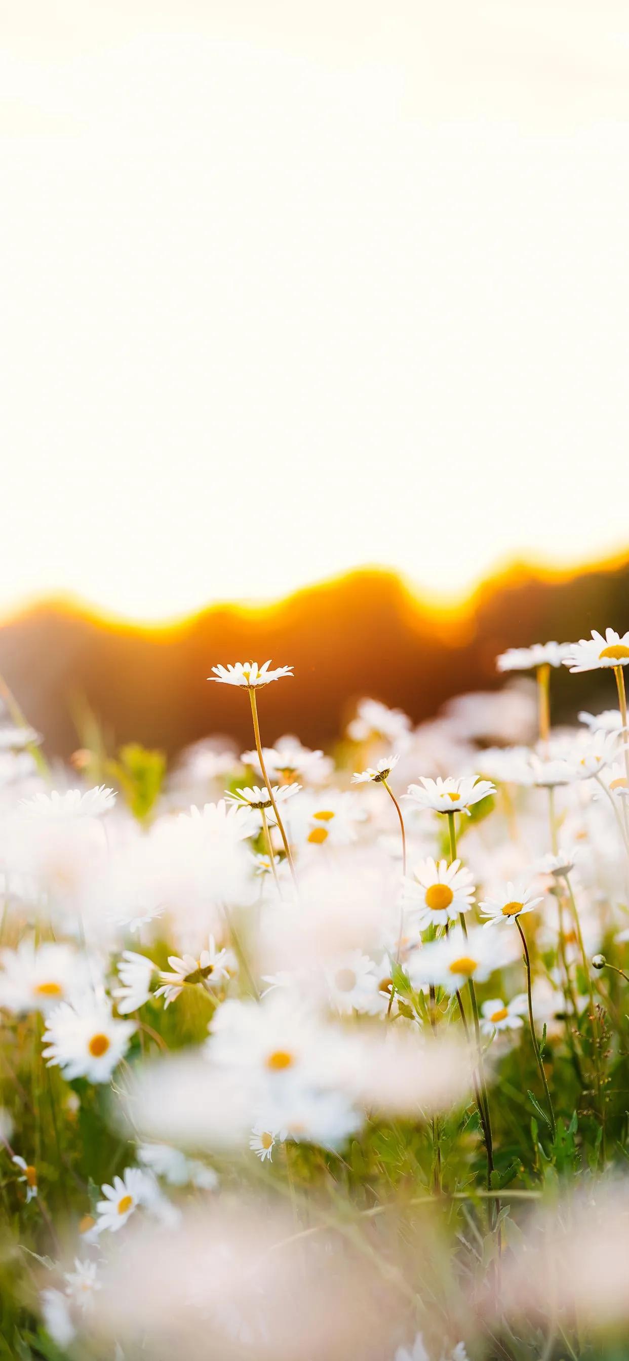 Mobile wallpaper without watermark - iMedia