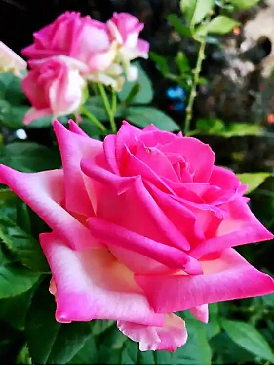 Candy Snow Mountain ~ Cup-shaped flower shape, full of overlapping ...