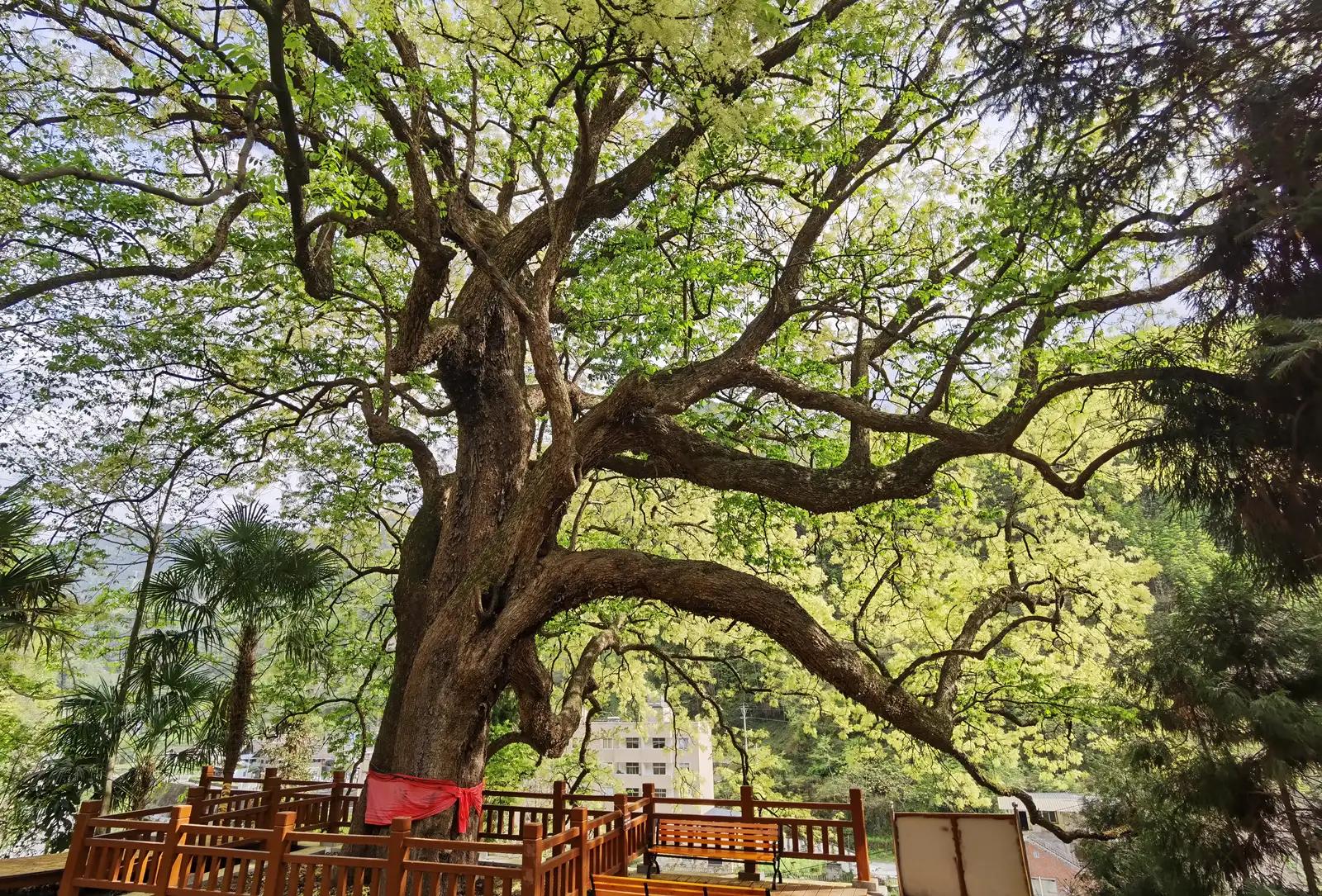Pingwu, Sichuan: ancient trees are full of fragrance in spring - iMedia