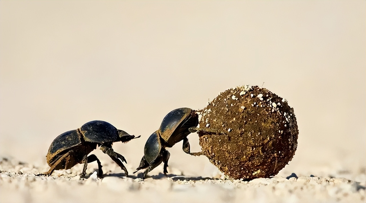 Chinese dung beetle, famous in Australia - iMedia