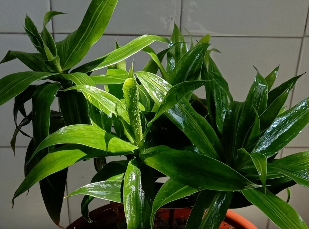 How to make Lucky Bamboo leaves shiny?3 simple tricks, the leaves are ...