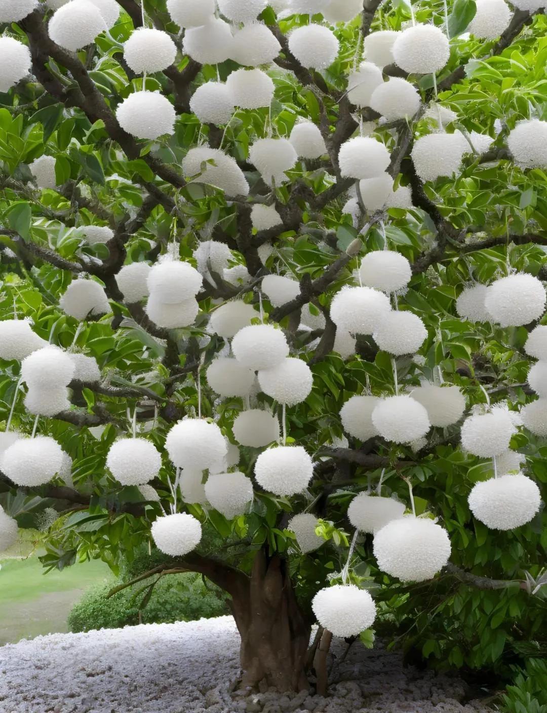 Amazing "Cotton Tree" - iMedia