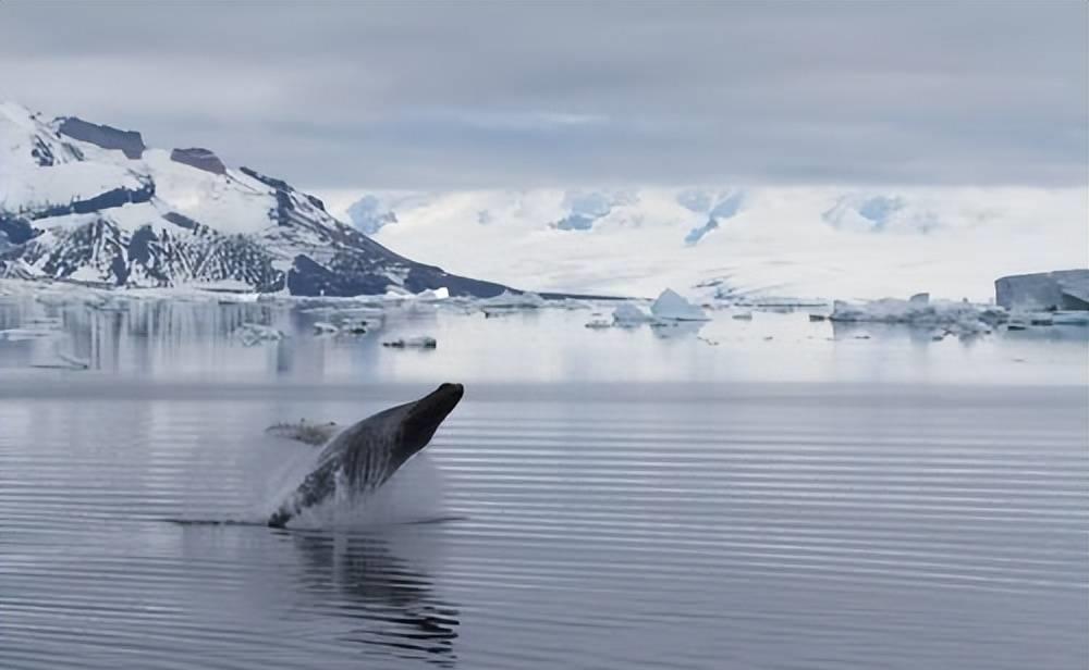 Feeding ice cubes just to cool off the heat? Exploring the relationship ...