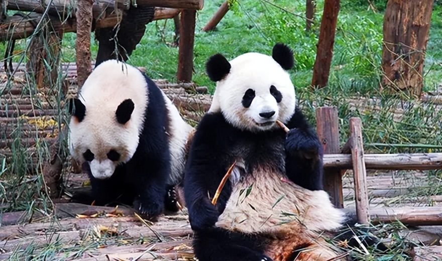 Not just Yaya! Why do we always give pandas to other countries? - iNEWS
