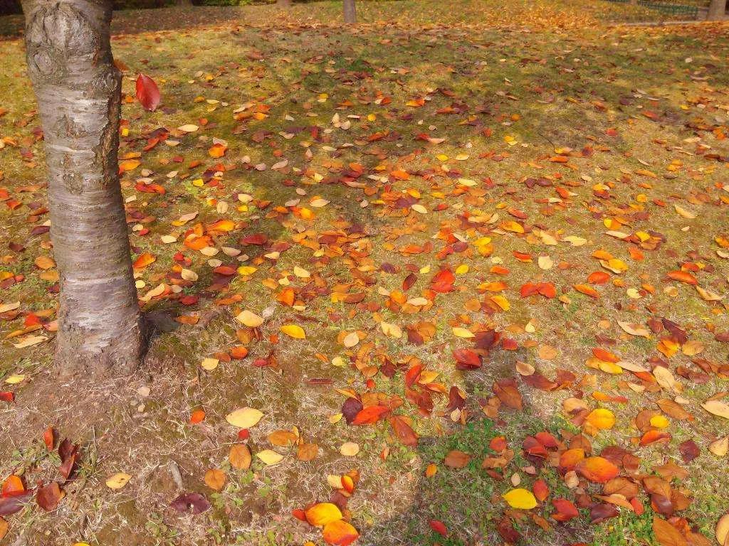 Beautiful fallen leaves poems: One leaf knows the autumn, and the ...