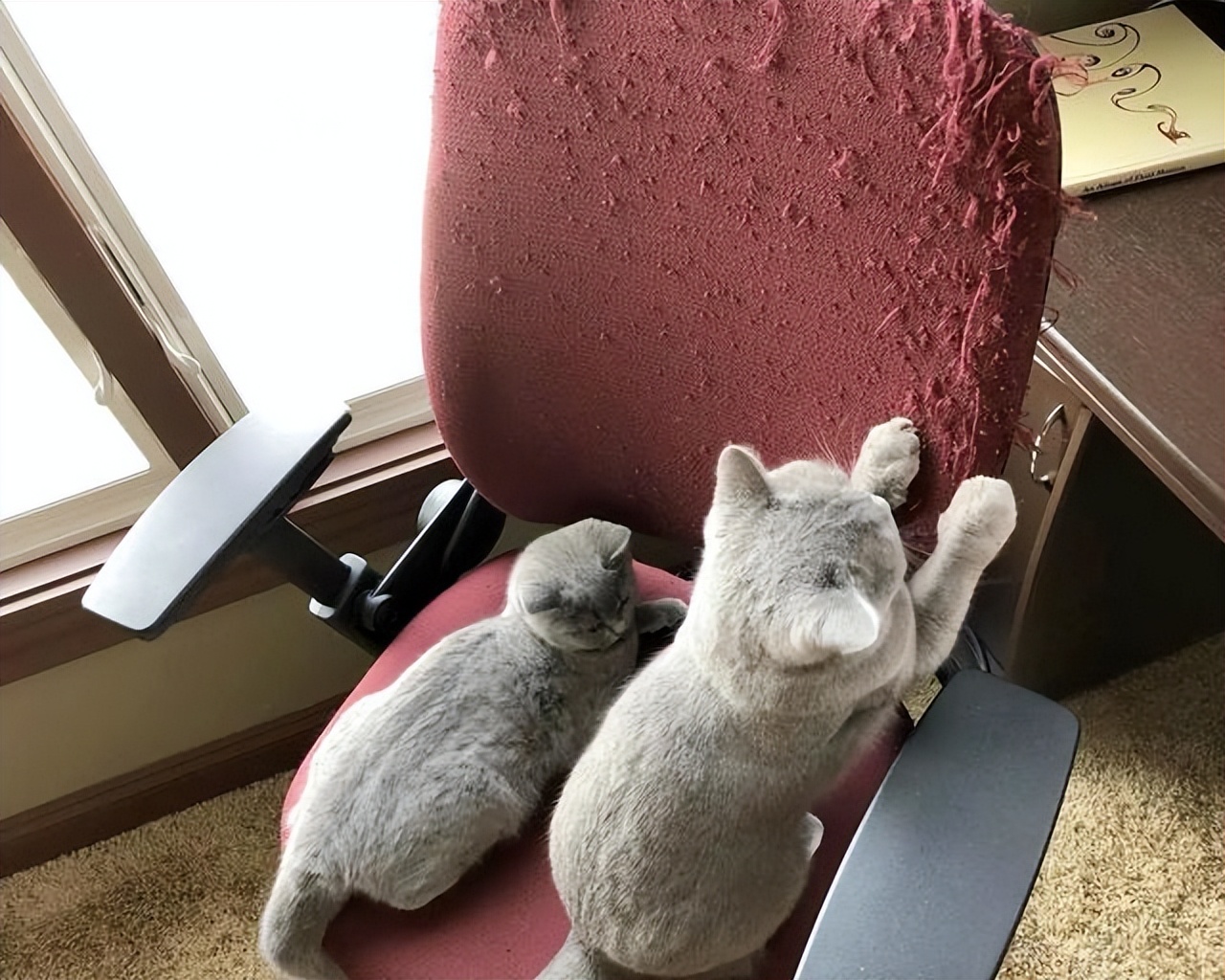 He 'chopped off' cat's toes to keep them from scratching sofa - iNEWS