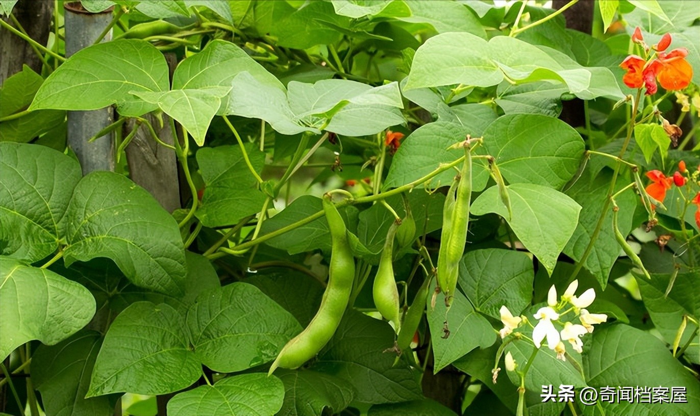 The big role of edamame, a brief analysis of the impact of legumes on ...