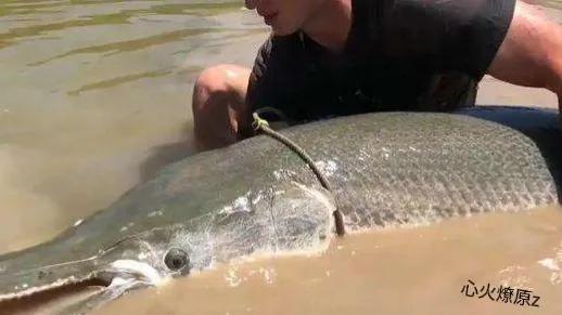 How big can a crocodile gar grow? - iNEWS