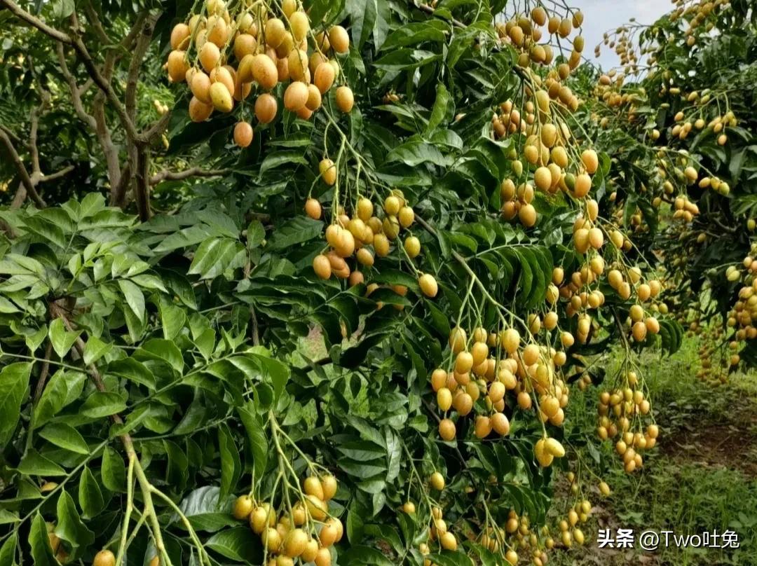 Known as the "king of fruits", the wampee fruit is not only a delicacy ...