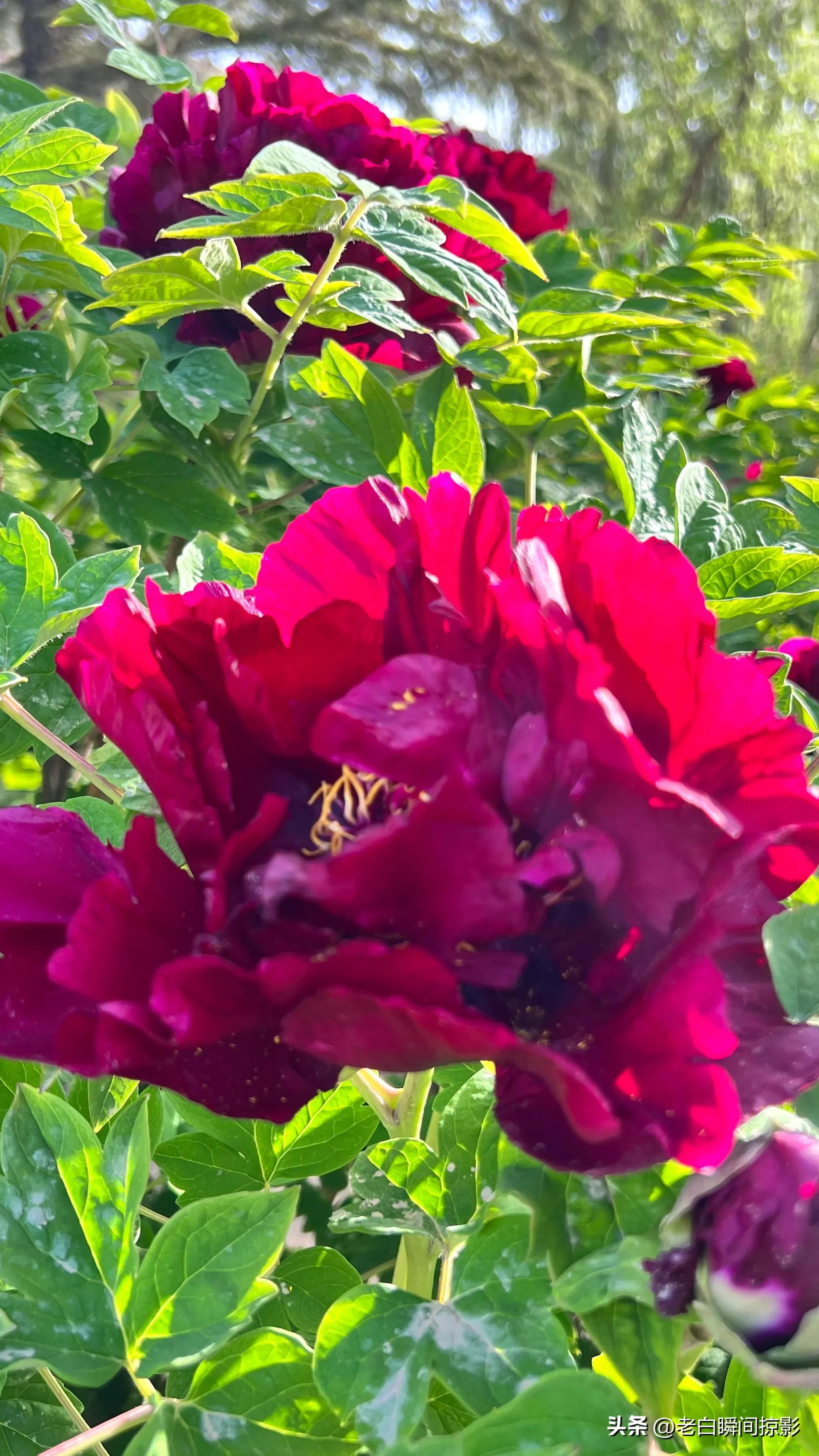 Lanzhou Lily Park: Peonies are in full bloom, turning the soul of love ...