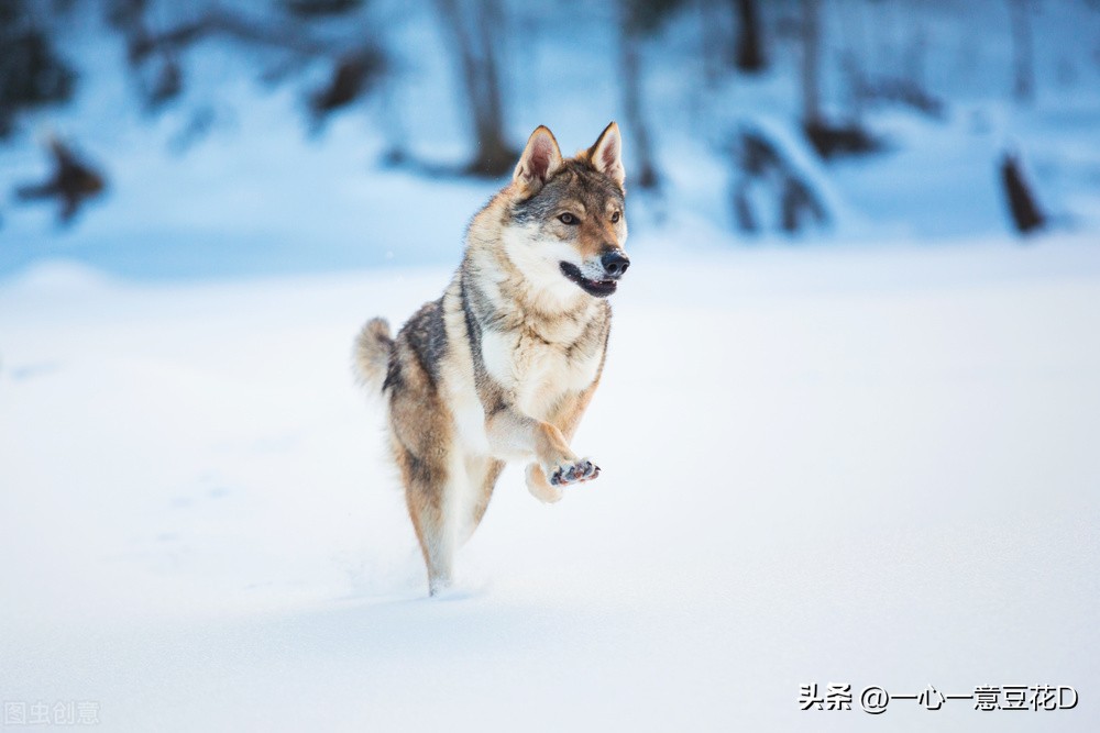 Seven-character poem about the wolf - iNEWS