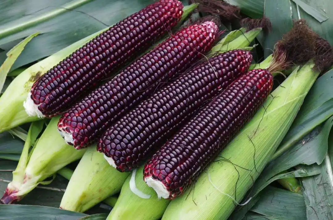 Eating corn can help you lose weight, but with so many types of corn ...