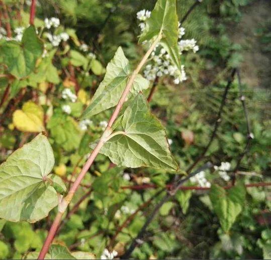 Golden buckwheat, a national second-class protected plant - iMedia